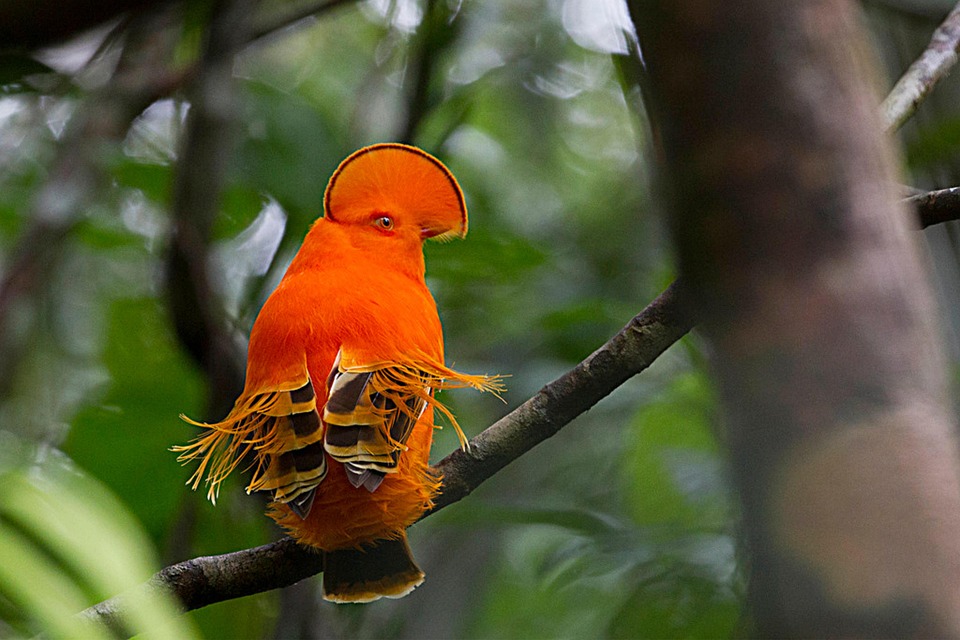 Guianan Cock-Of-The-Rock Bird - Free photo on Pixabay