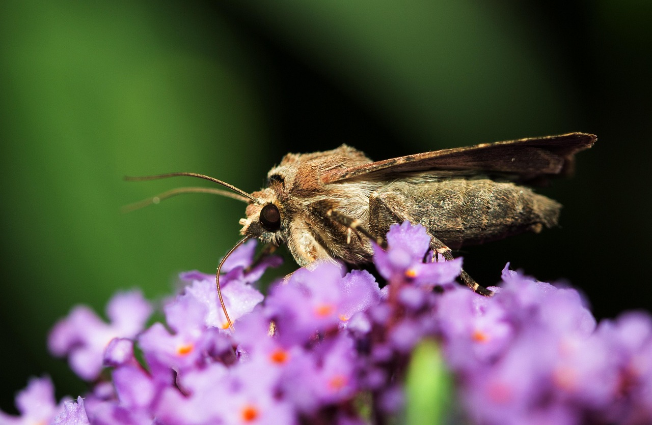 Insecte Fleurs Lilas Pollinisation - Photo gratuite sur Pixabay - Pixabay
