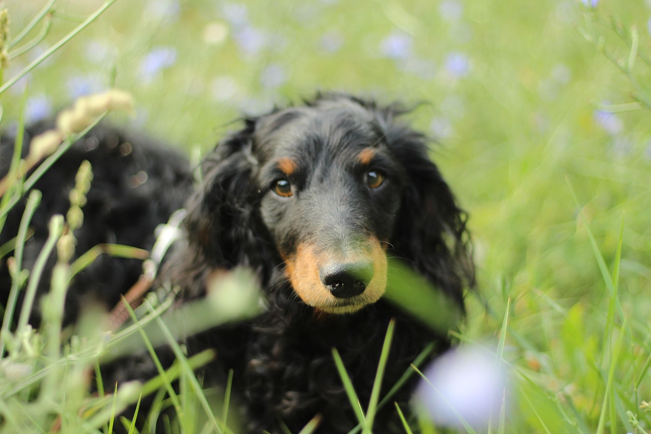 Câine Teckel Animal - Fotografie gratuită pe Pixabay