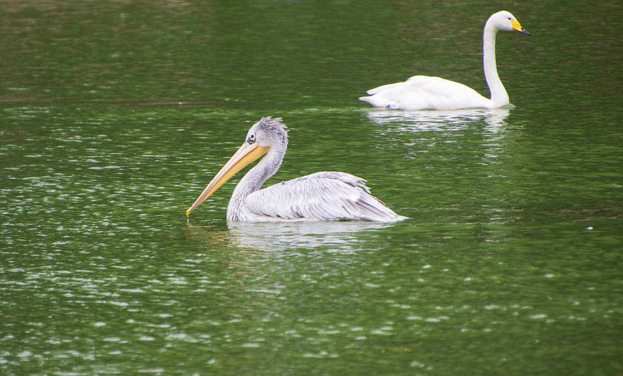 Swan Pelican Lake Wading - Free photo on Pixabay - Pixabay