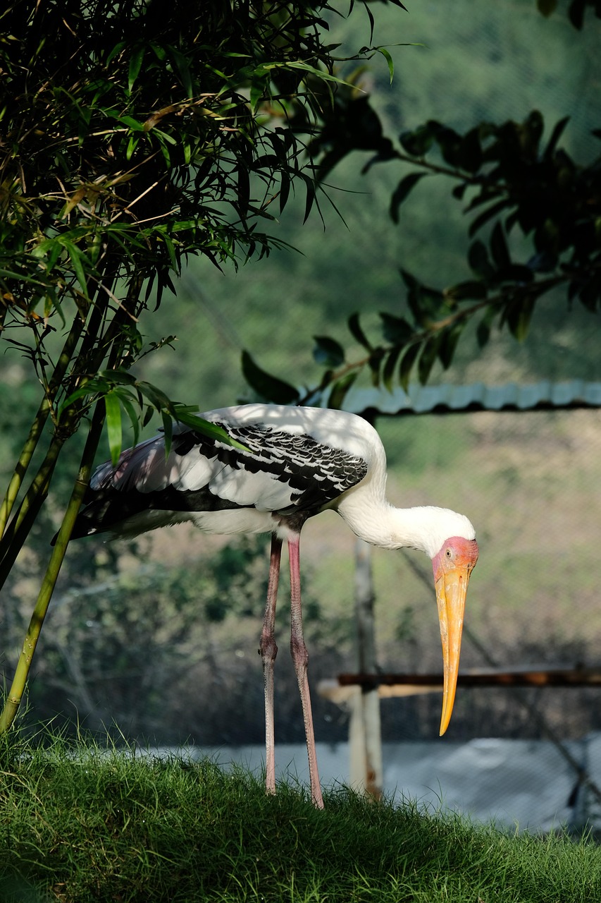 Cigogne Peinte Quynhon - Photo gratuite sur Pixabay - Pixabay