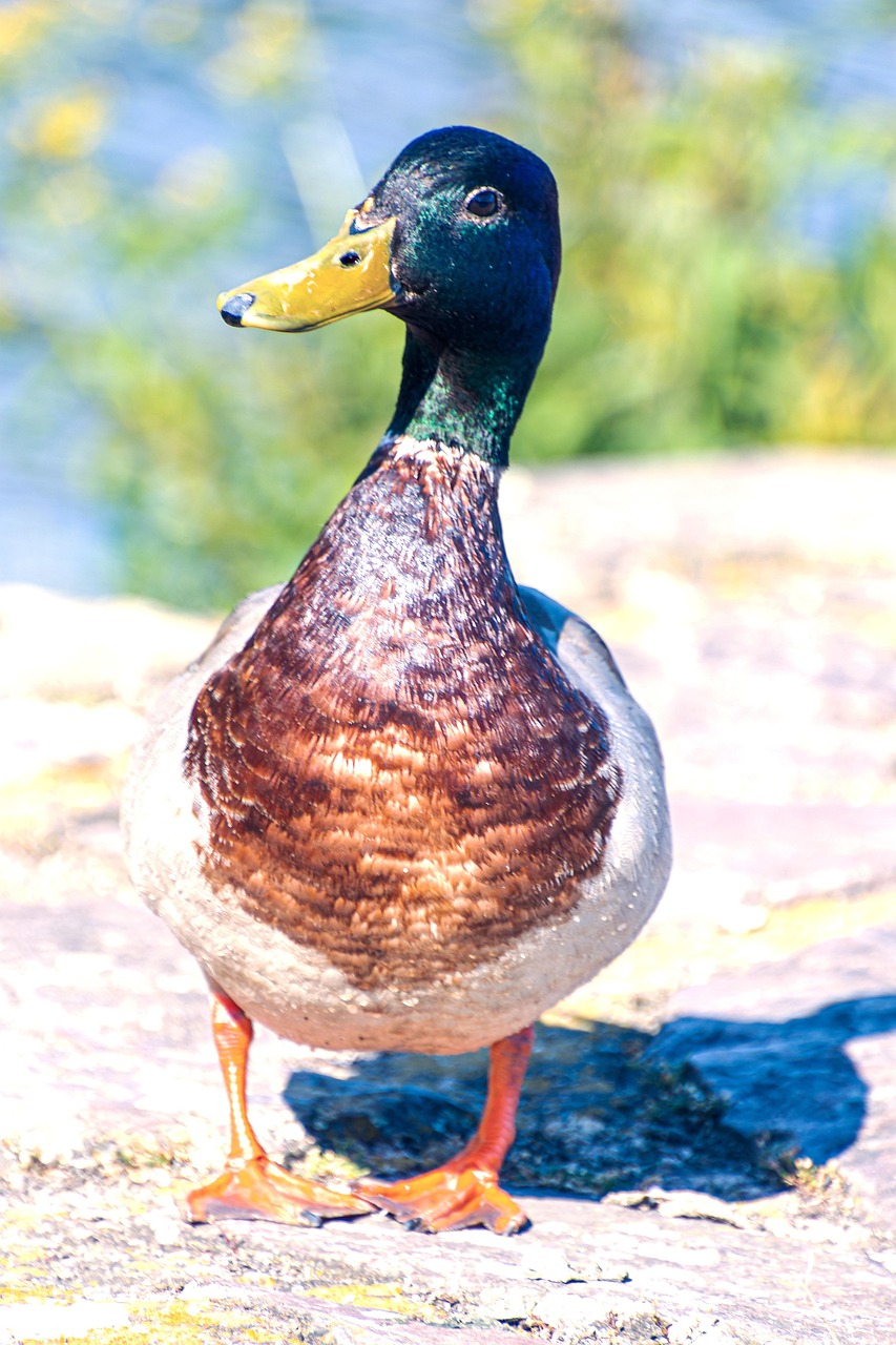 Hausente Ente Entenvogel - Kostenloses Foto auf Pixabay - Pixabay