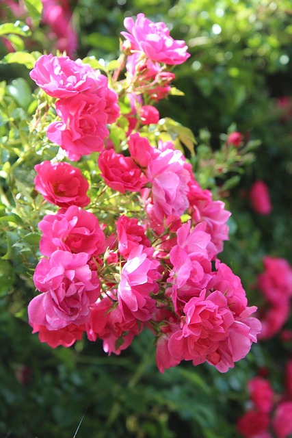 Der Rosenstrauch Kletterrosen Rosa - Kostenloses Foto auf Pixabay - Pixabay
