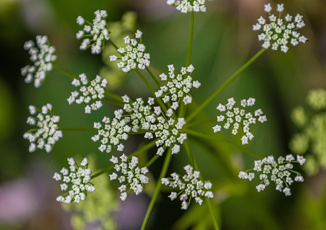 Flor Branco Verde - Foto gratuita no Pixabay - Pixabay