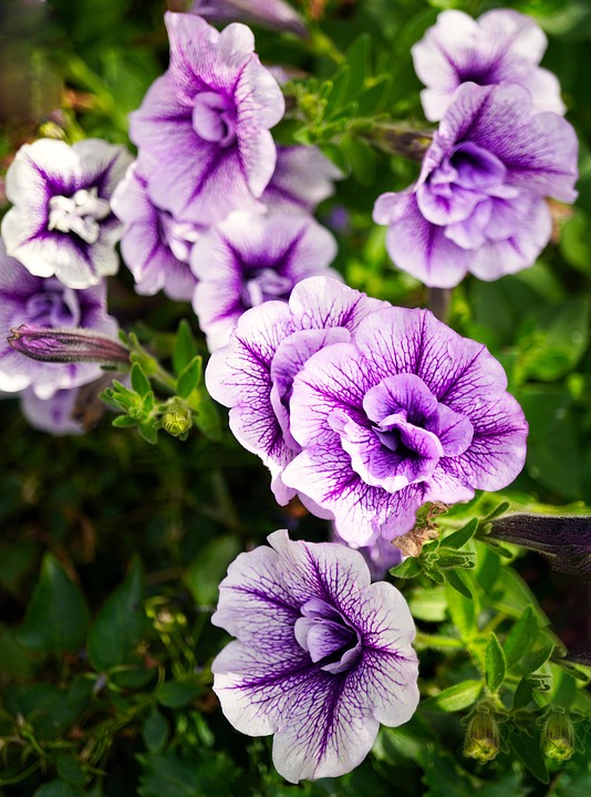 Flower Petunias Petals - Free photo on Pixabay