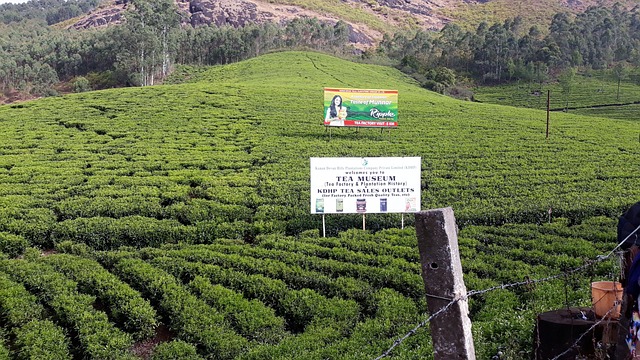 Munnar Landscape Nature - Free photo on Pixabay - Pixabay