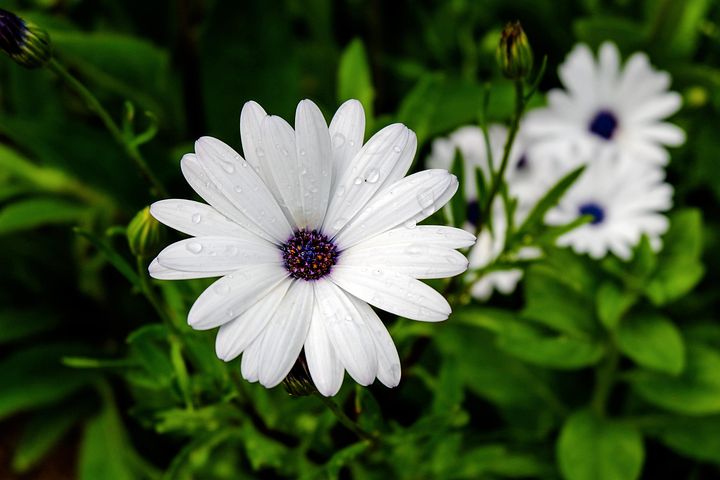 20+ Free Dimorphotheca & Flower Images - Pixabay