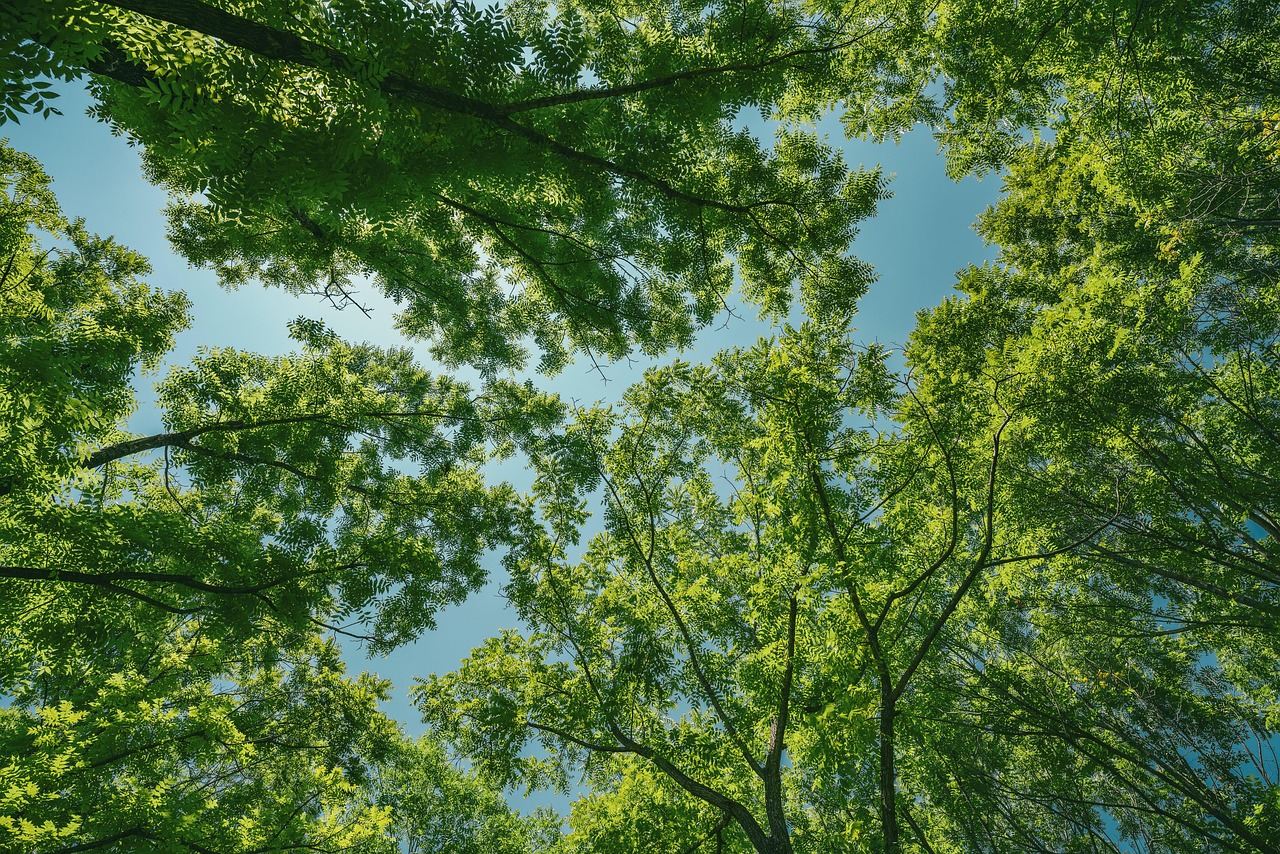 Trees Forest Branches - Free photo on Pixabay - Pixabay