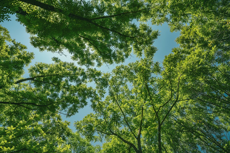 Trees Forest Branches - Free photo on Pixabay - Pixabay