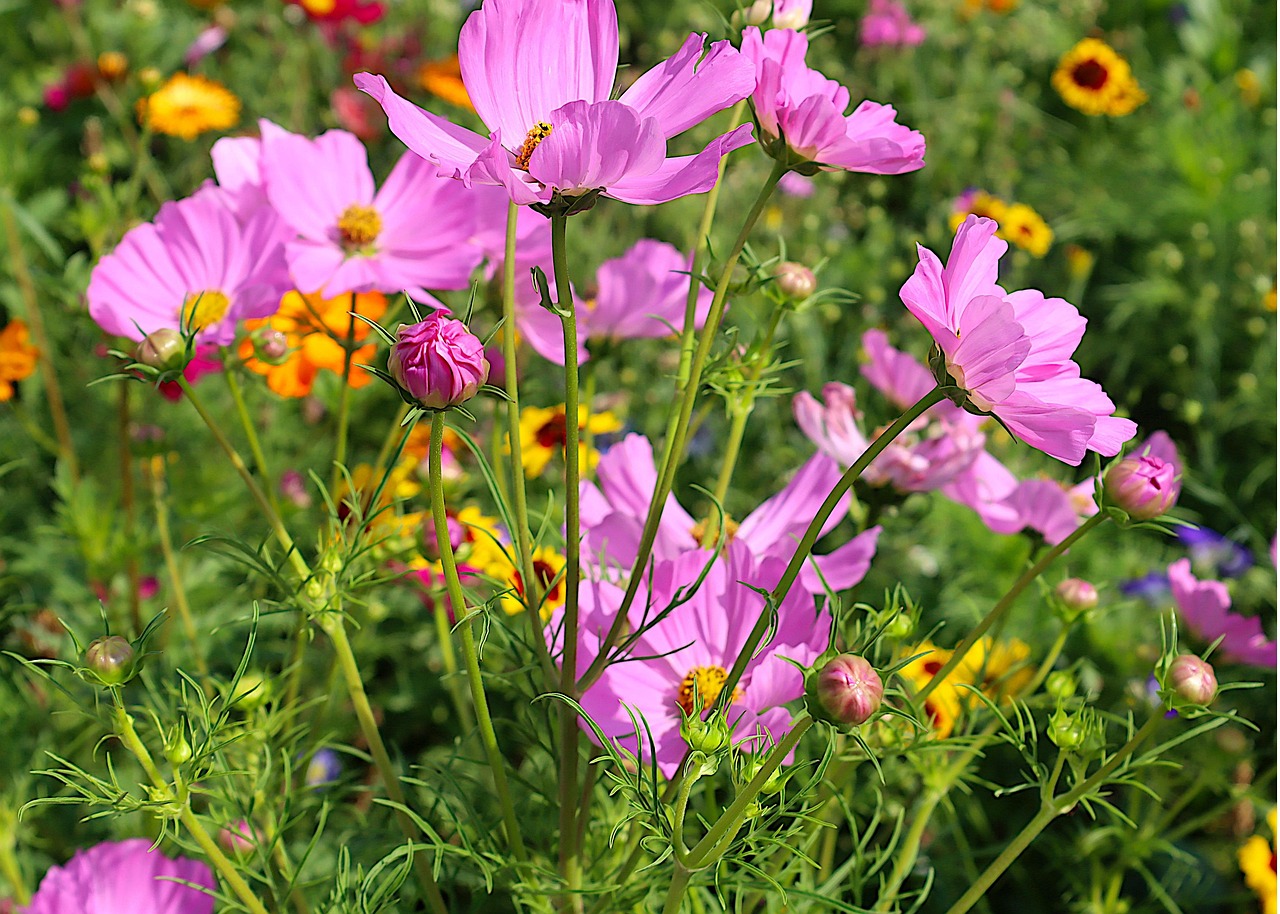 50,000+ Free Cosmos Flower & Nature Images - Pixabay