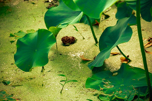 Feuilles De Lotus Étang Marais Le - Photo gratuite sur Pixabay - Pixabay