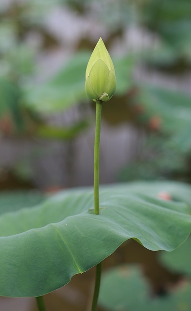 Lotus Blanc - Photo gratuite sur Pixabay - Pixabay