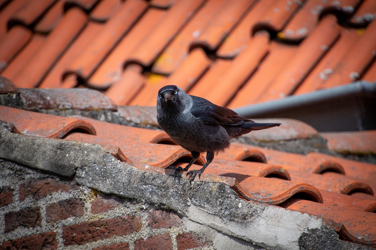 Western Jackdaw Bird Black - Free photo on Pixabay