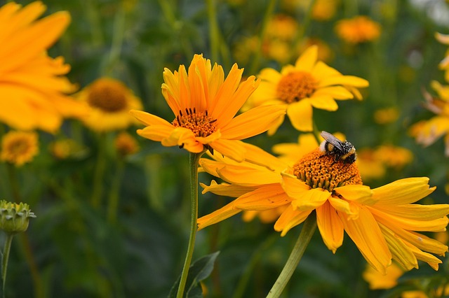 Flori Galbene Bondar Polenizare - Fotografie gratuită pe Pixabay - Pixabay