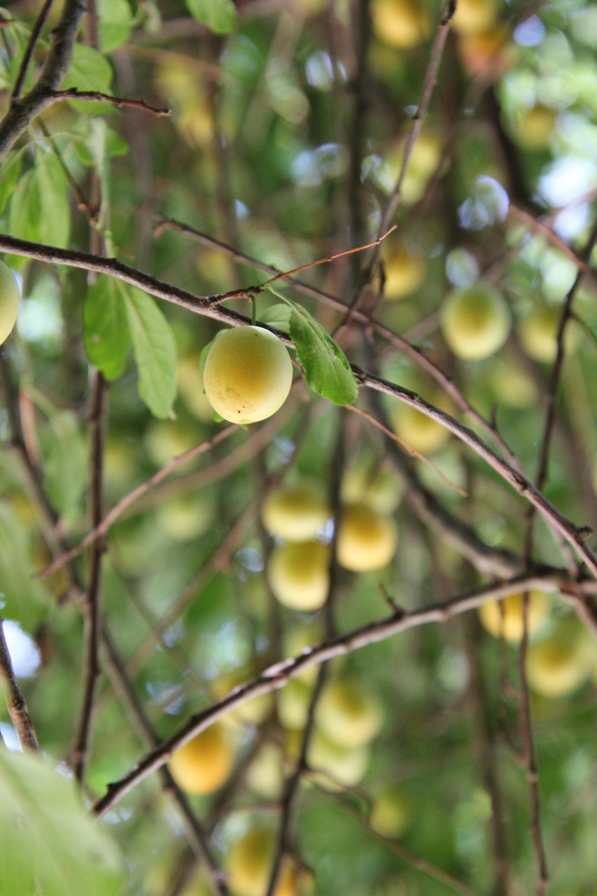 Mirabelle Plum Tree