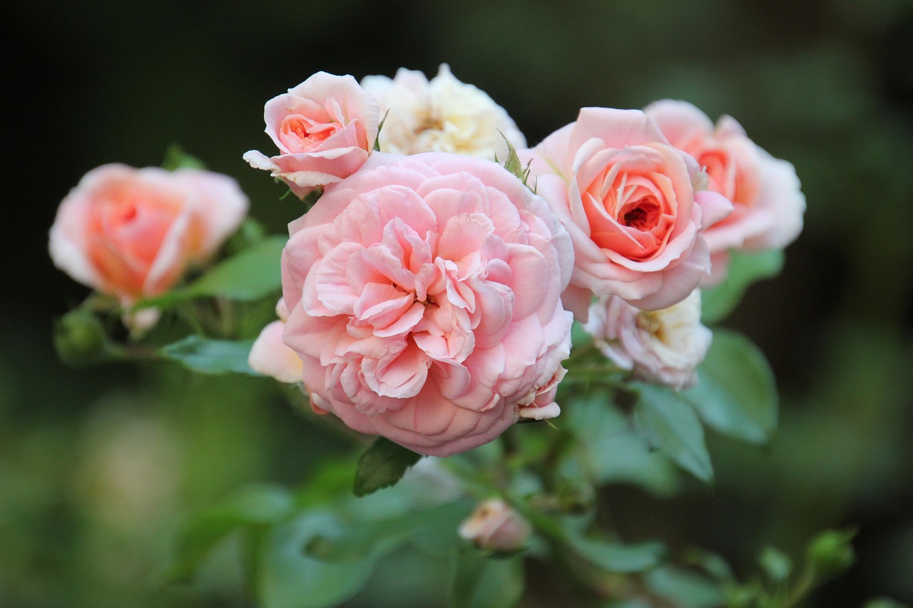Des Roses Fleurs Photo Gratuite Sur Pixabay Pixabay