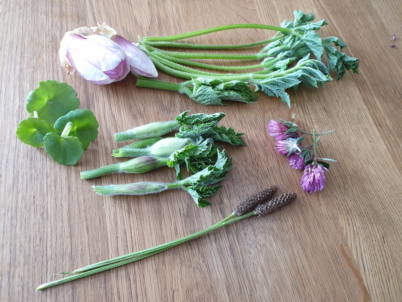 Foraging Edible Flowers Free Photo On Pixabay Pixabay