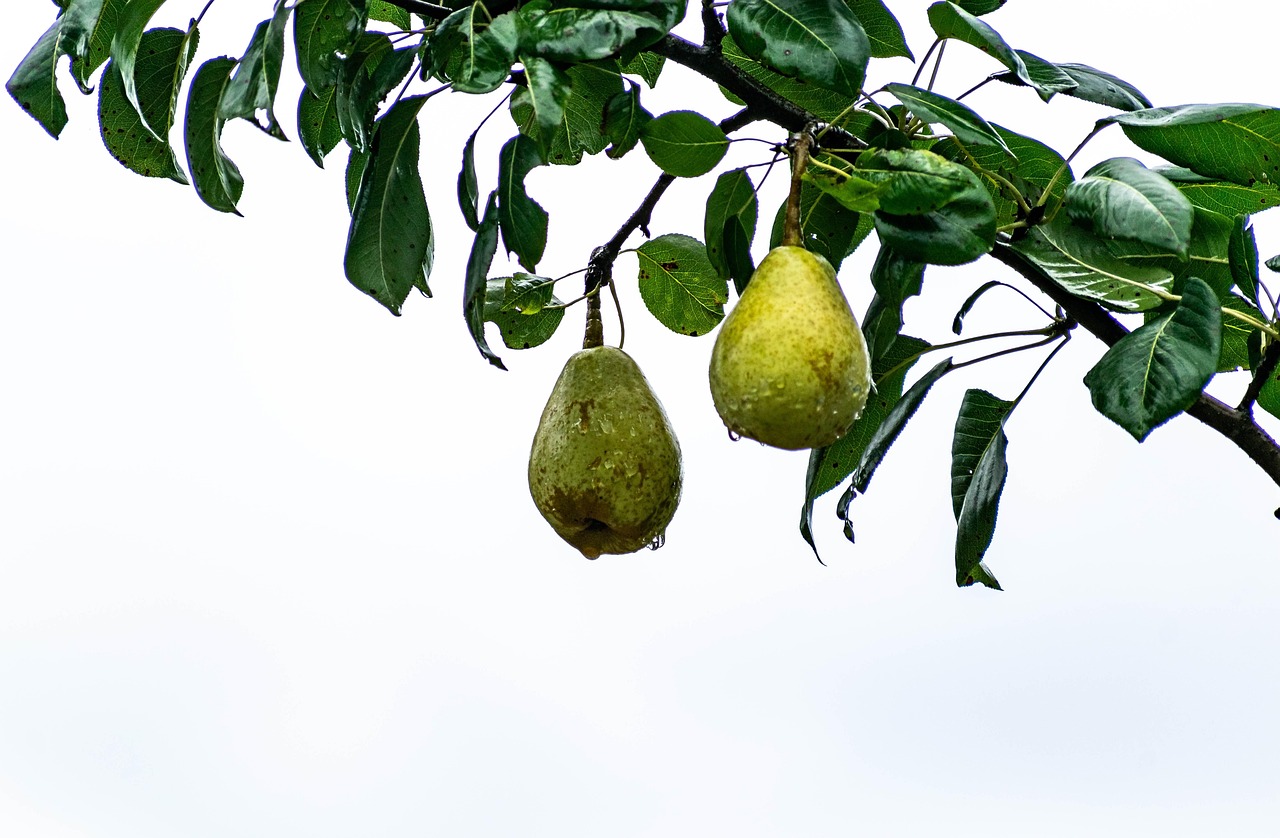 Pera Frutas Árvore Gotas De - Foto gratuita no Pixabay - Pixabay