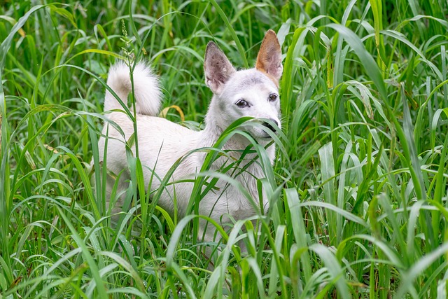 Chien Blanc Gazon Animal De - Photo gratuite sur Pixabay - Pixabay