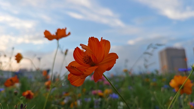 Summer Sky Free Photo On Pixabay Pixabay