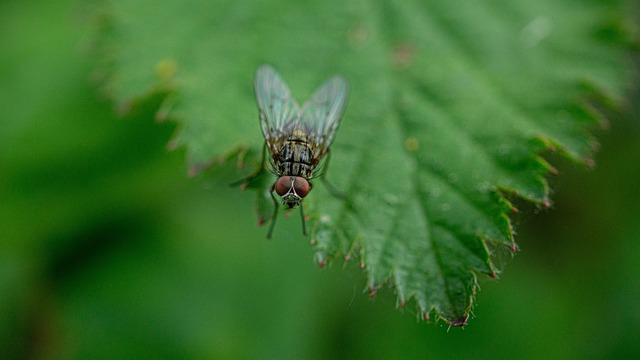 Fly Insect Leaf - Free photo on Pixabay - Pixabay