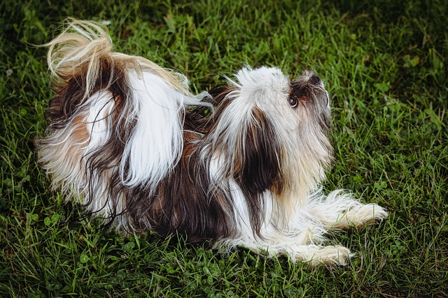 90+ Free Április Bolonka & Dog Photos - Pixabay