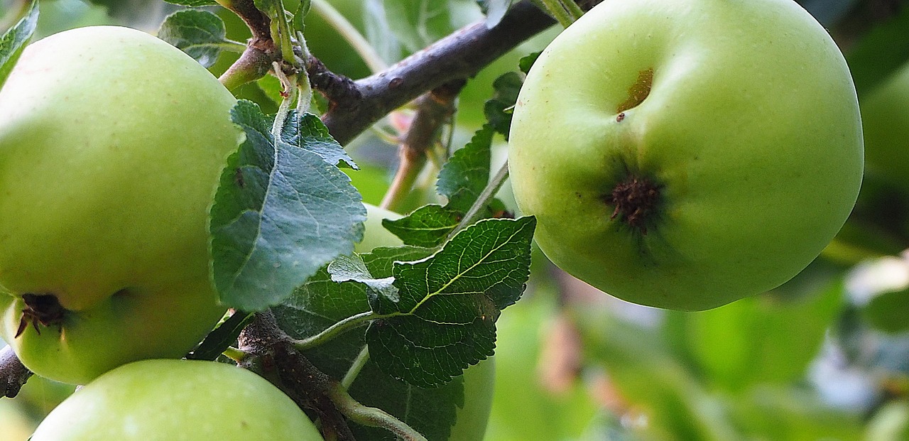 Manzanas Silvestres Árbol - Foto gratis en Pixabay - Pixabay