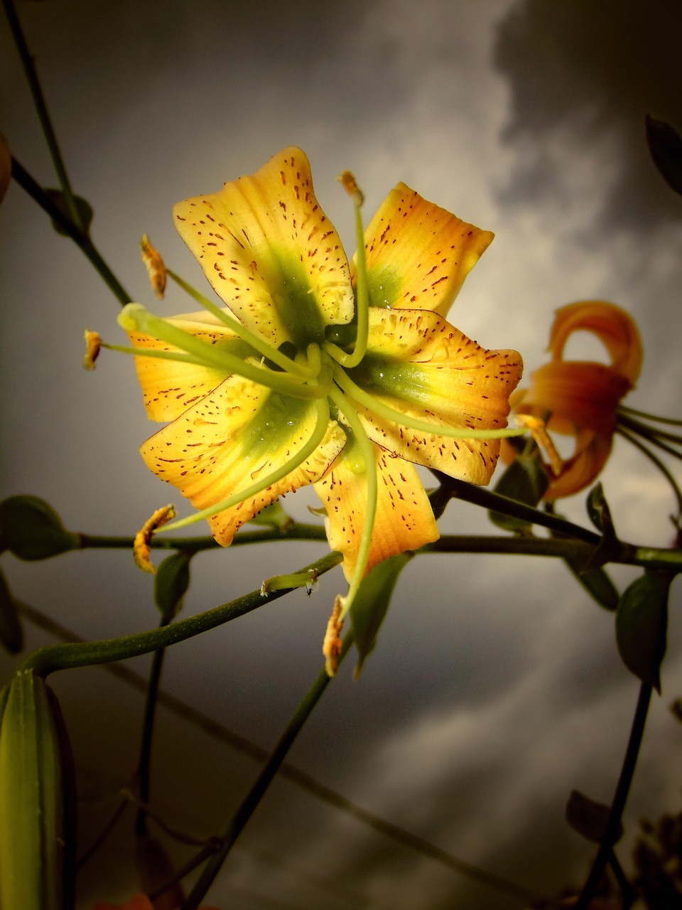 Tiger Lily Henry'S Yellow - Free photo on Pixabay