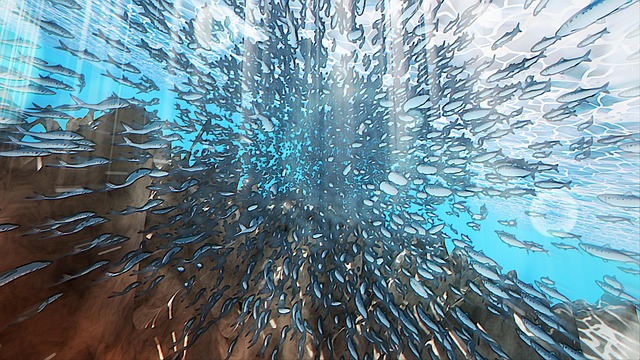 Poisson L'Eau Fleuve Le - Photo gratuite sur Pixabay - Pixabay