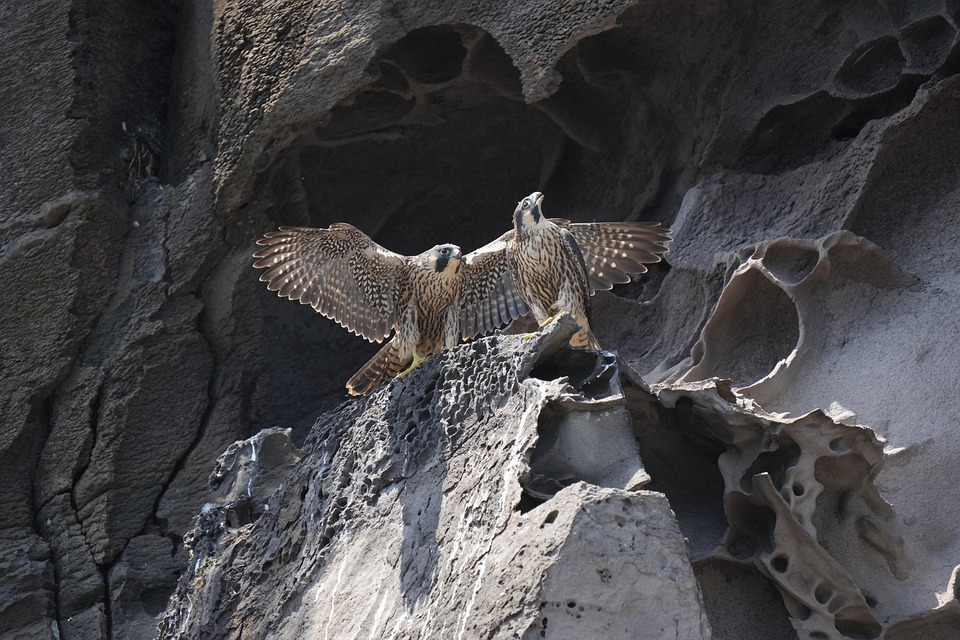 Peregrine Falcon Birds Animals - Free photo on Pixabay