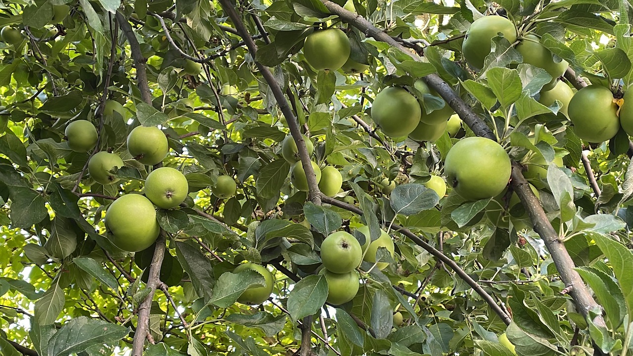 Pomme Vert Verte Pommes - Photo gratuite sur Pixabay - Pixabay