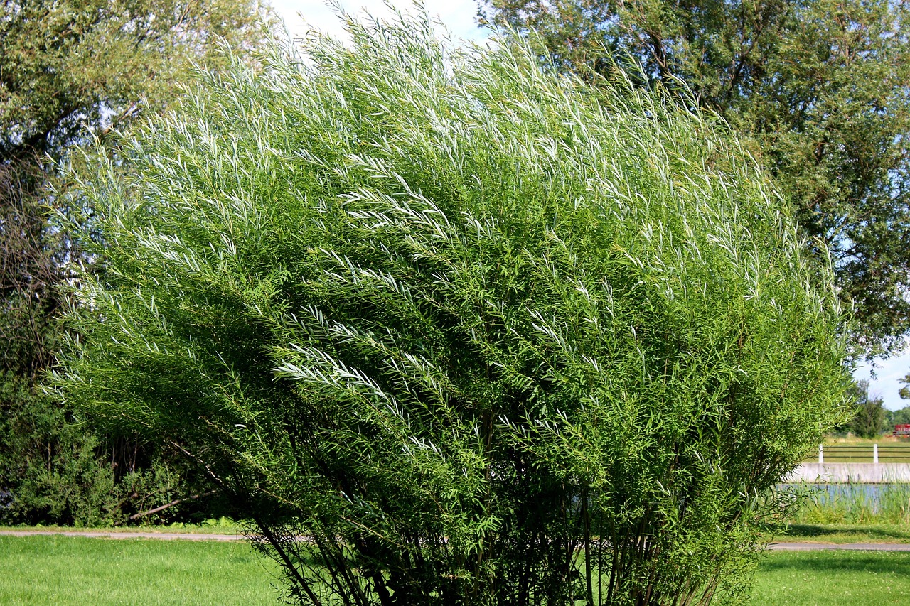 Buisson Vent Nature - Photo gratuite sur Pixabay - Pixabay