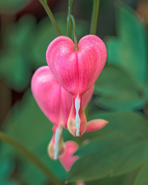 Bleeding Heart Fallopian Buds - Free photo on Pixabay