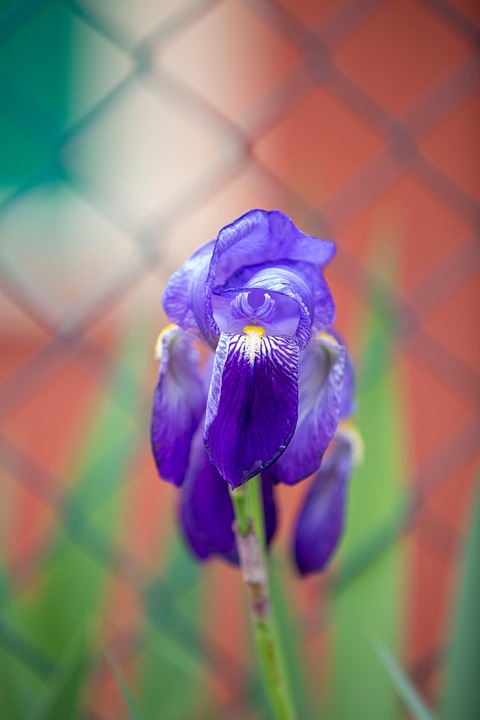 Dulce Iris Flor Planta De - Foto gratis en Pixabay - Pixabay