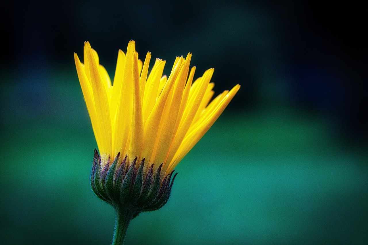 Flower Blossom Bloom - Free photo on Pixabay