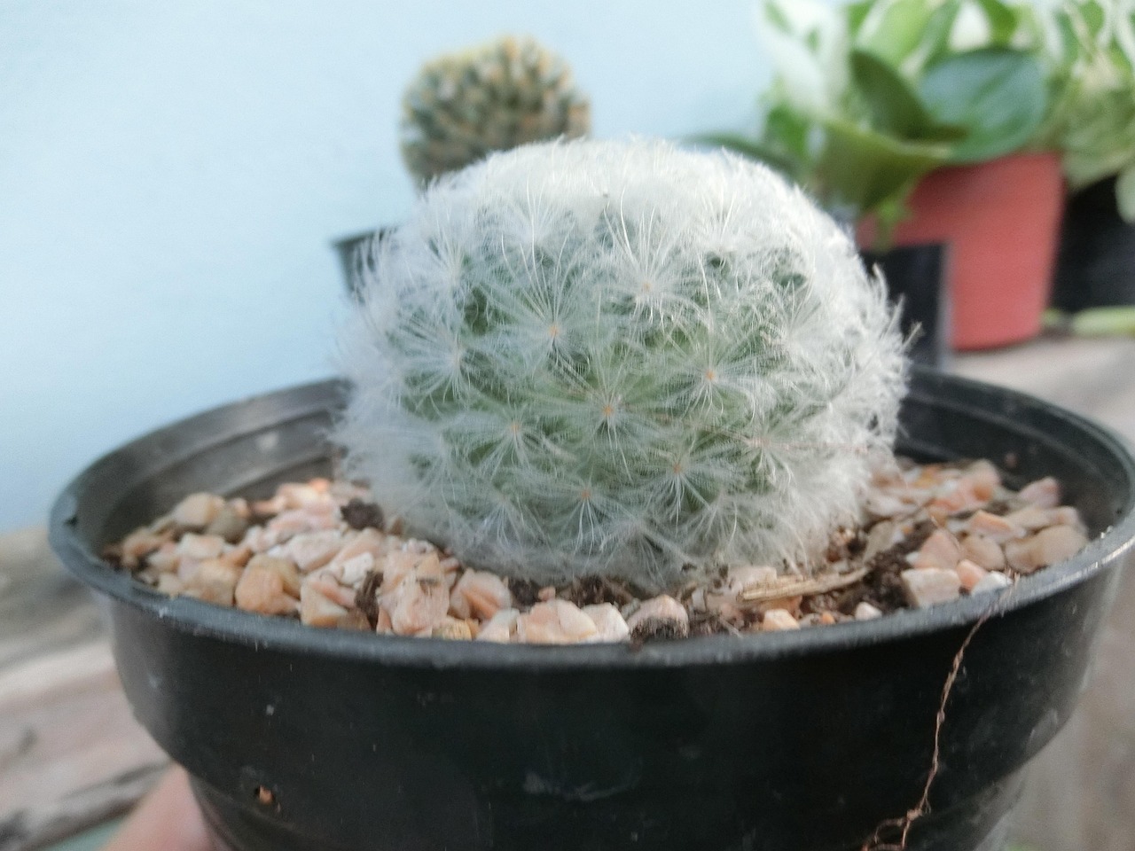 Cactus Plantes Nature - Photo gratuite sur Pixabay - Pixabay Cactus Plantes Nature - Photo gratuite sur Pixabay - Pixabay