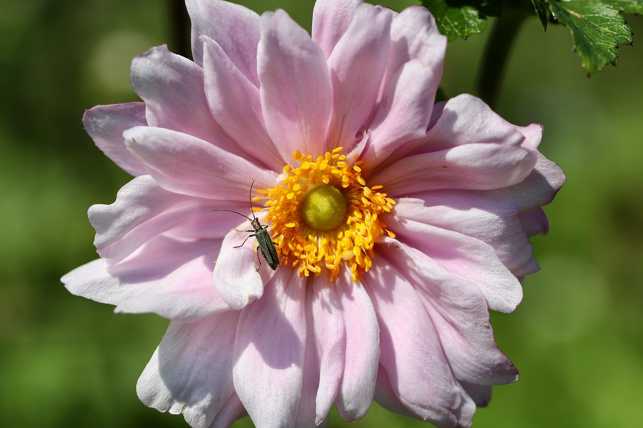 500,000+ Free Fall Flowers & Fall Images - Pixabay