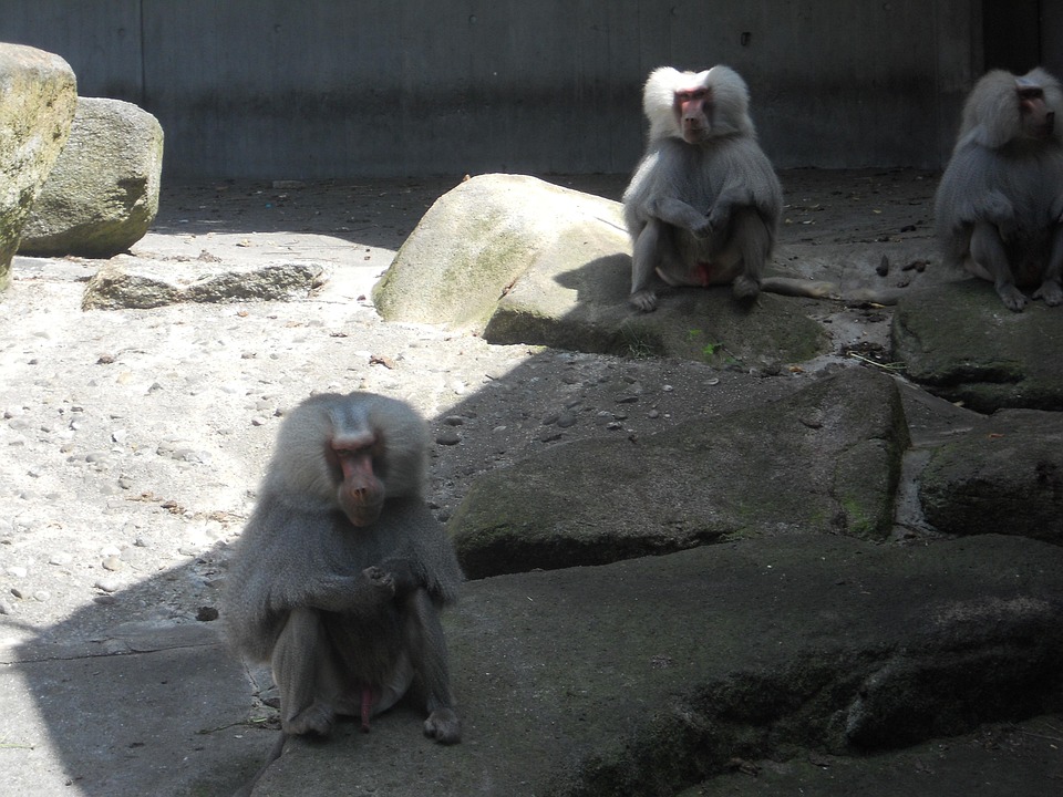 Monkeys Wildlife Zoo - Free photo on Pixabay - Pixabay