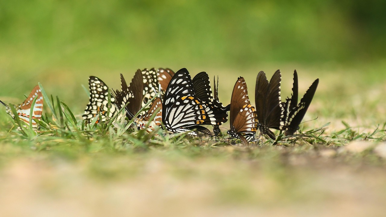 Butterflies Insects Nature - Free photo on Pixabay - Pixabay
