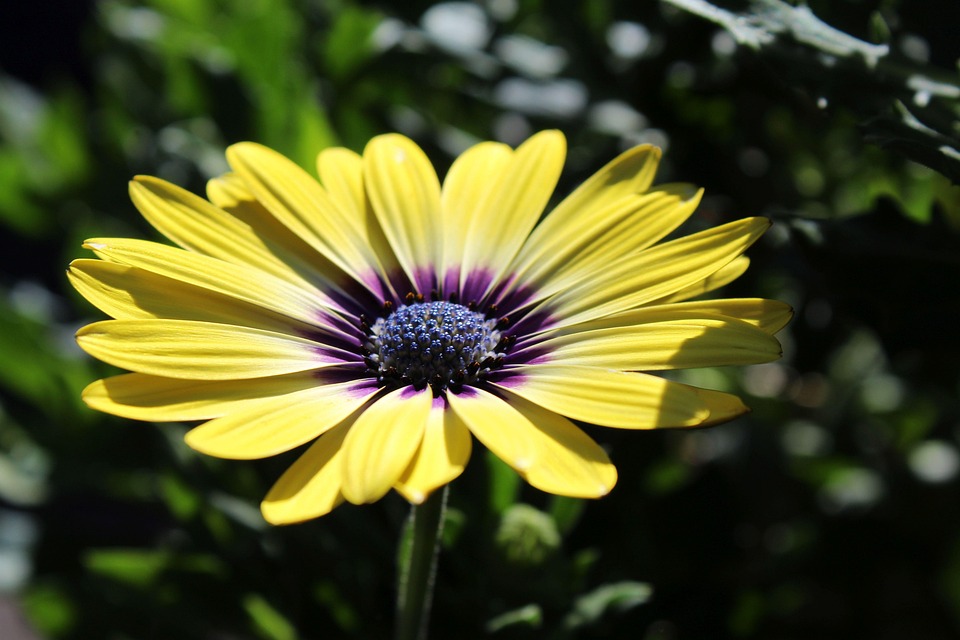 Cape Marguerite Flower Plant - Free photo on Pixabay