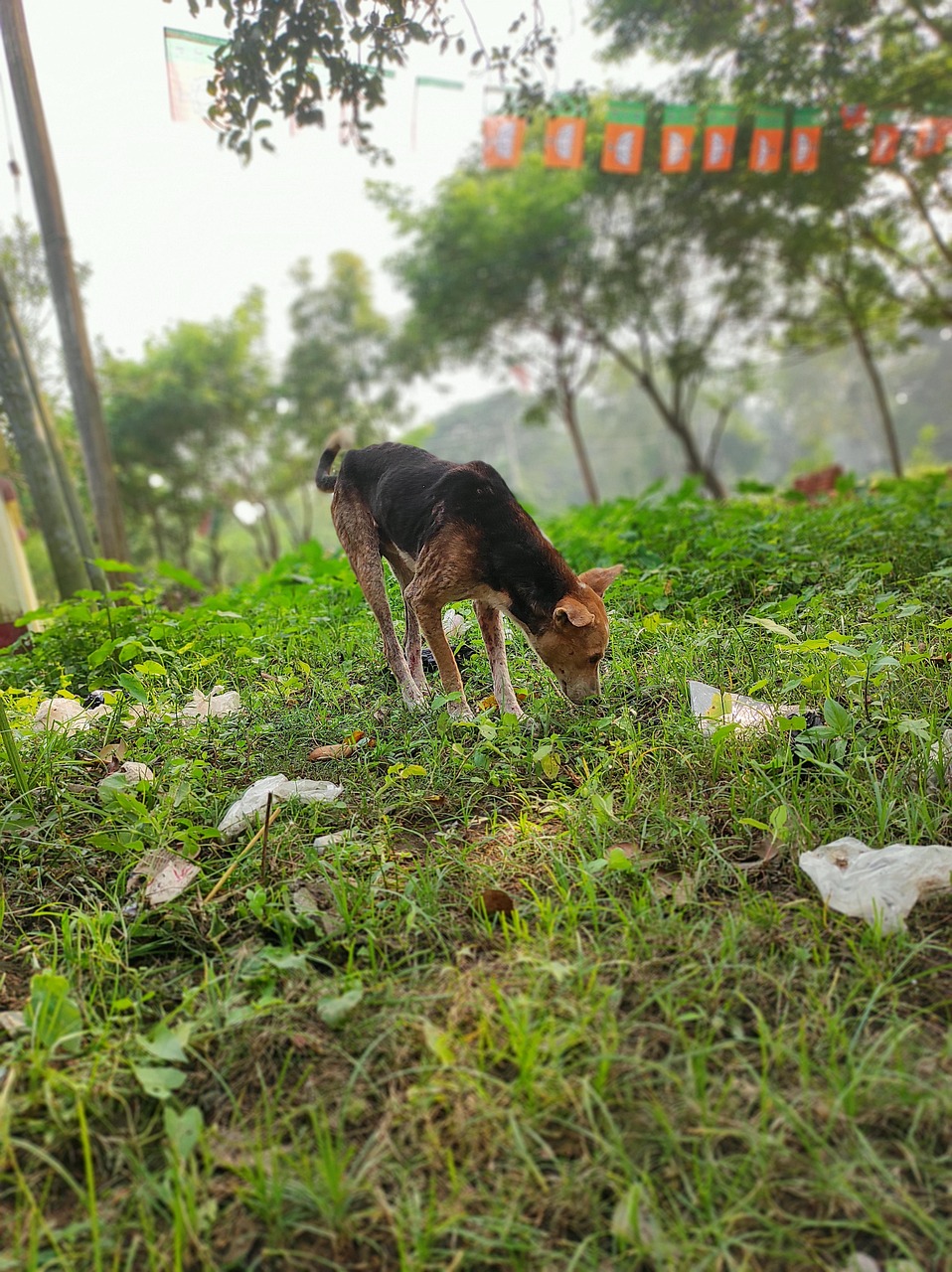 Roadside Village Dog Lifestyle - Free photo on Pixabay - Pixabay
