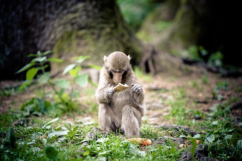 Japanese Macaque Animal Wildlife - Free photo on Pixabay - Pixabay