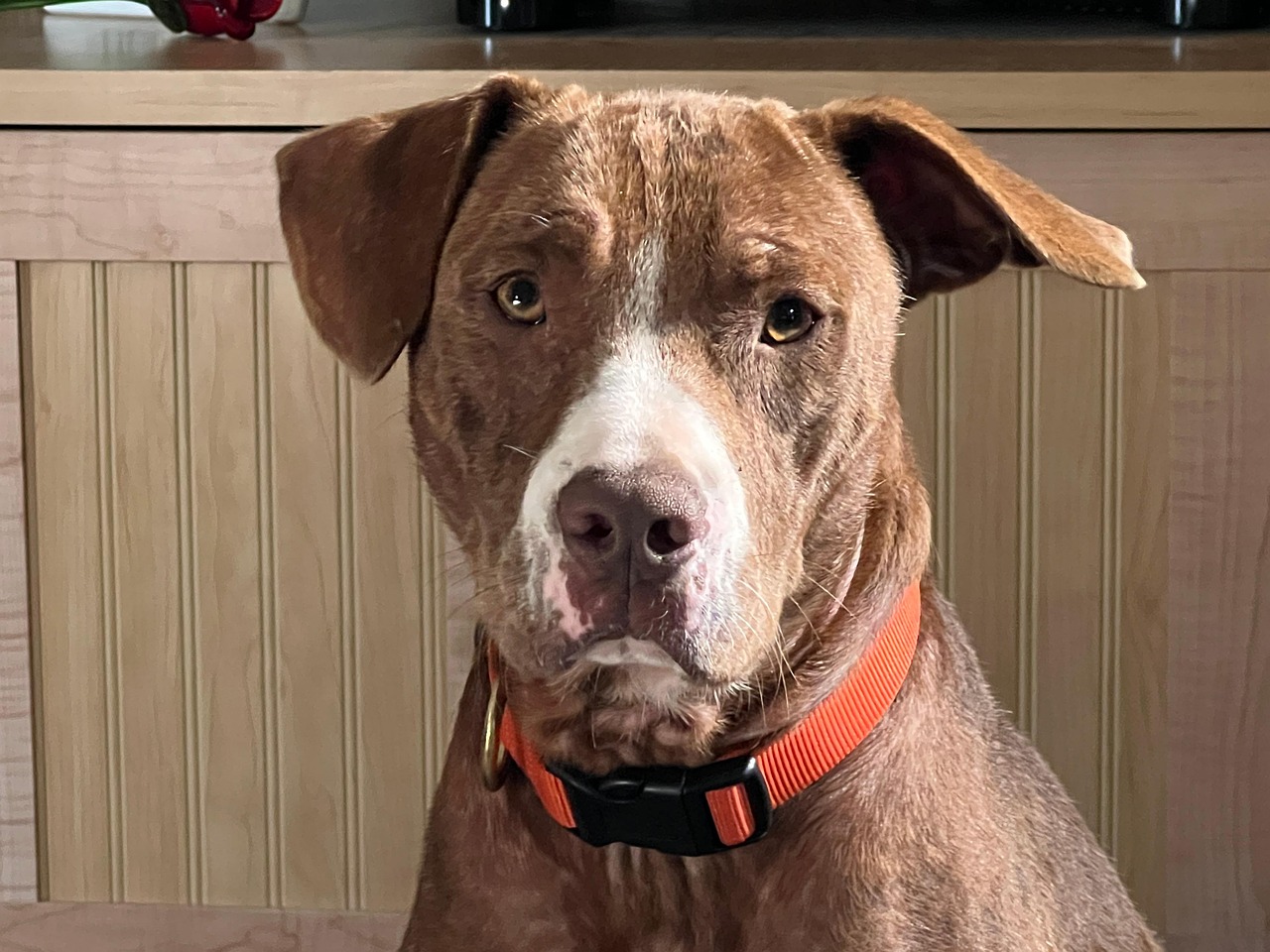 Dude Pitbull Rescue - Free photo on Pixabay - Pixabay