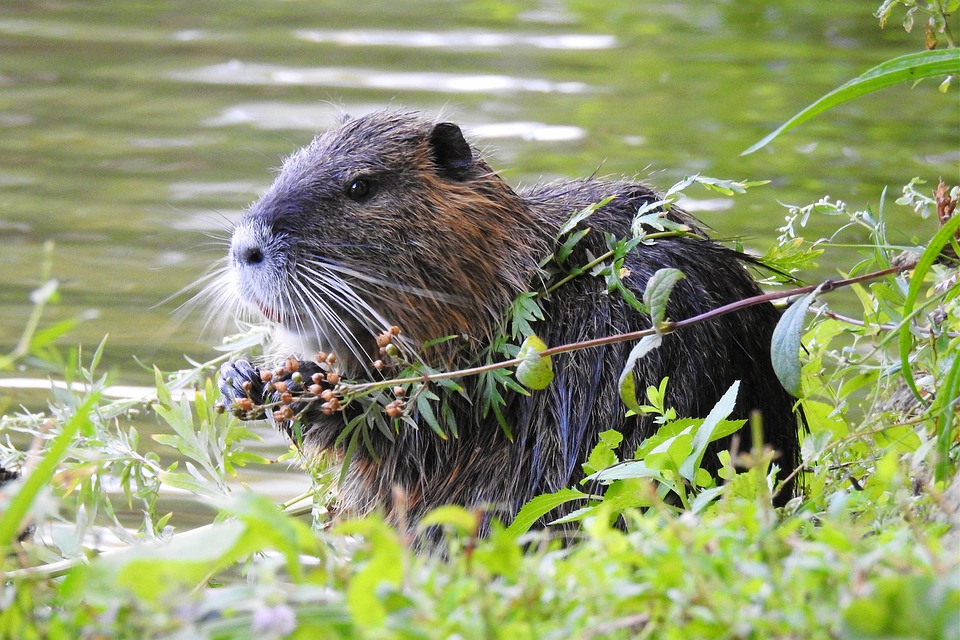 Rodent Nutria River - Free photo on Pixabay