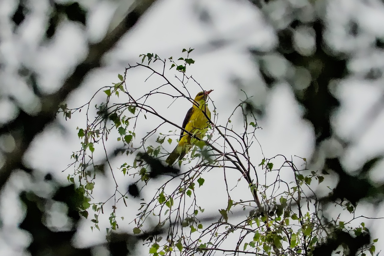 Oriole Dourado Oriolus - Foto gratuita no Pixabay