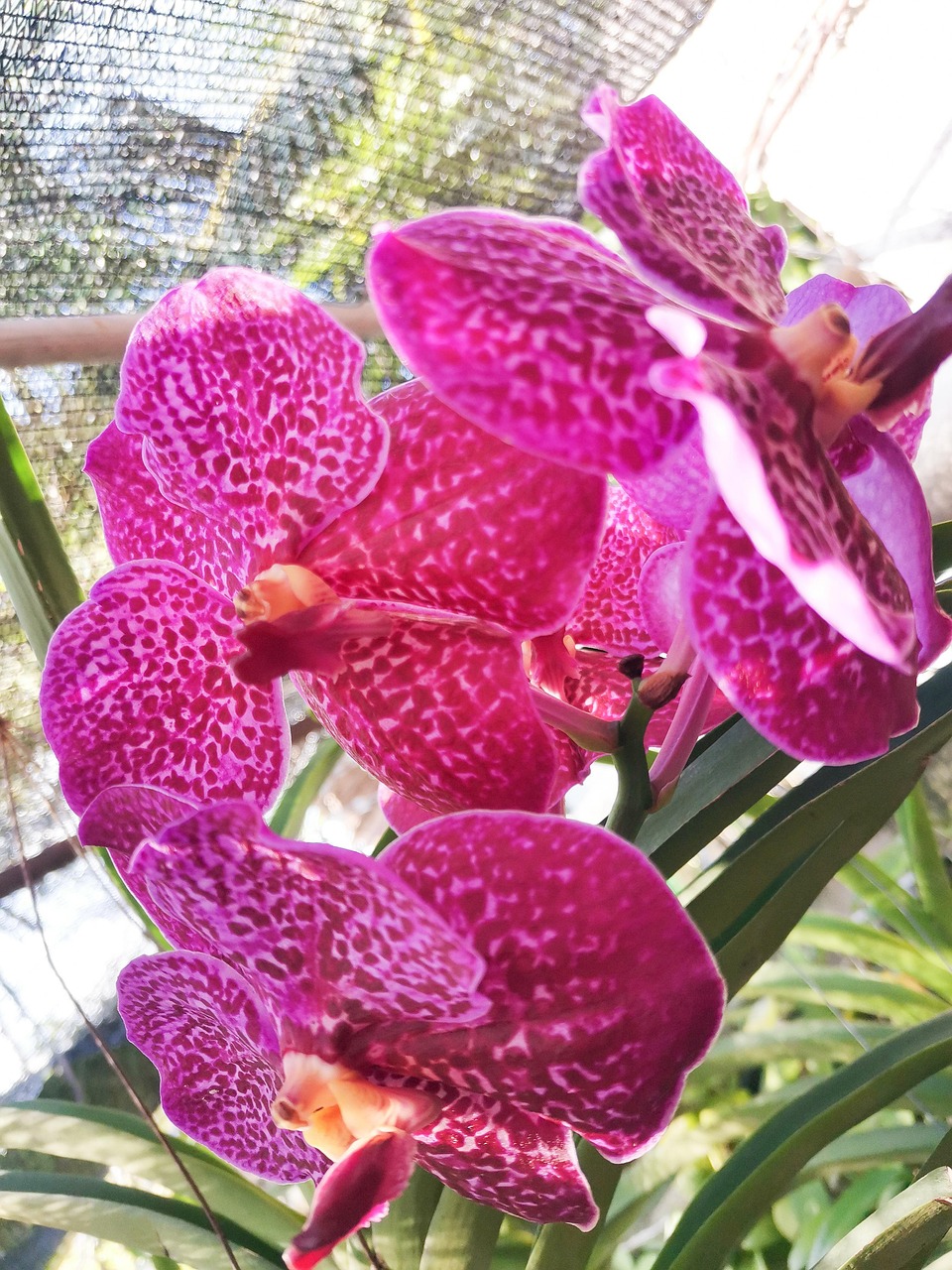 Orchidée Plantes Nature Peu - Photo gratuite sur Pixabay - Pixabay