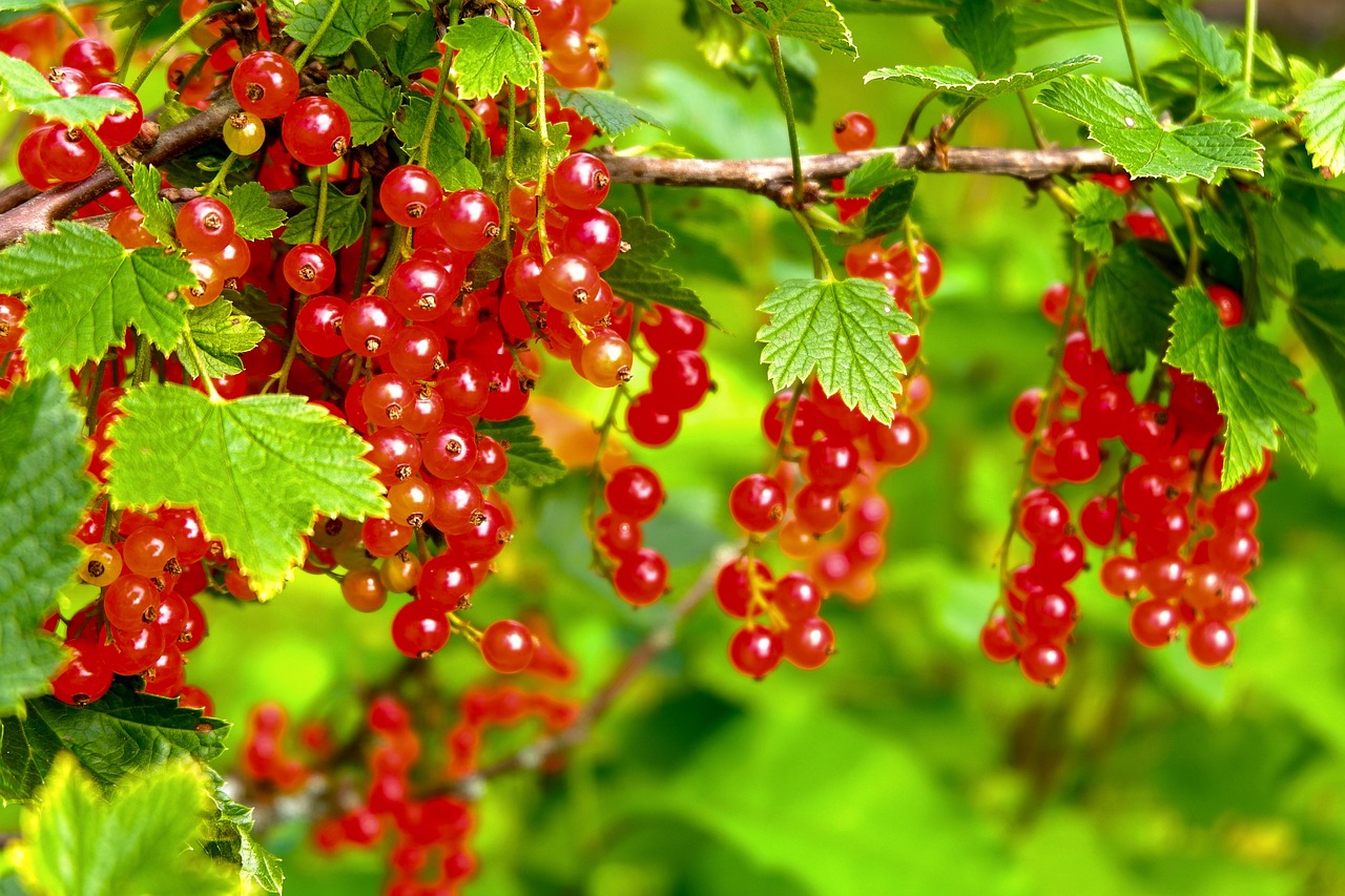 Currants Redcurrants Berries - Free photo on Pixabay - Pixabay