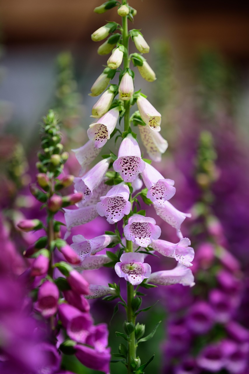 Flowers Foxgloves Nature - Free photo on Pixabay - Pixabay
