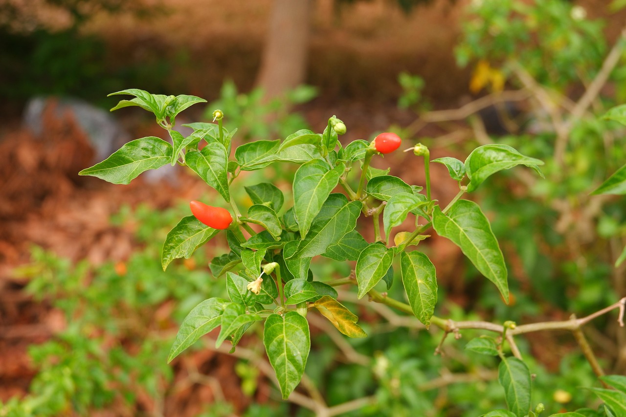 Planta De Chile Pimiento Rojo - Foto gratis en Pixabay - Pixabay