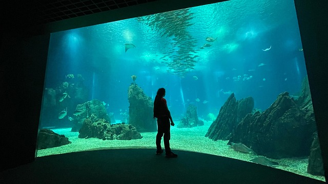 Aquarium Man Lisbon - Free photo on Pixabay - Pixabay